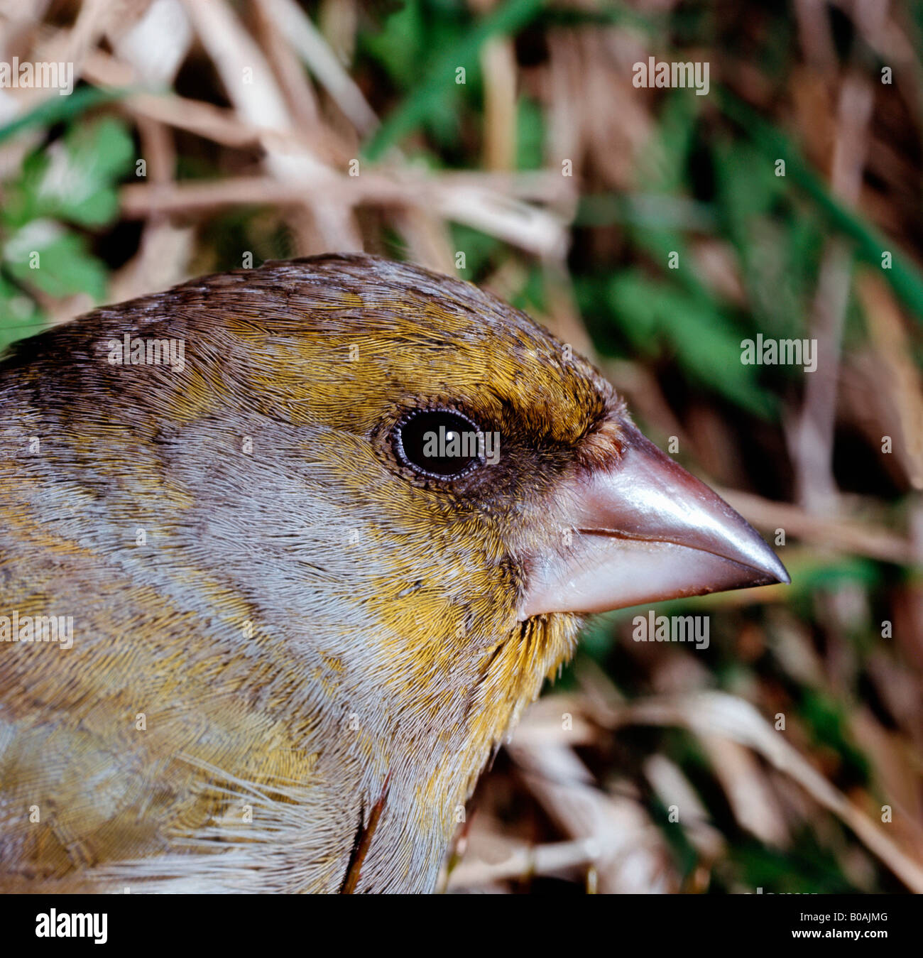 verdier Gruenfink Greenfinch Carduelis chloris animals Aves birds ...
