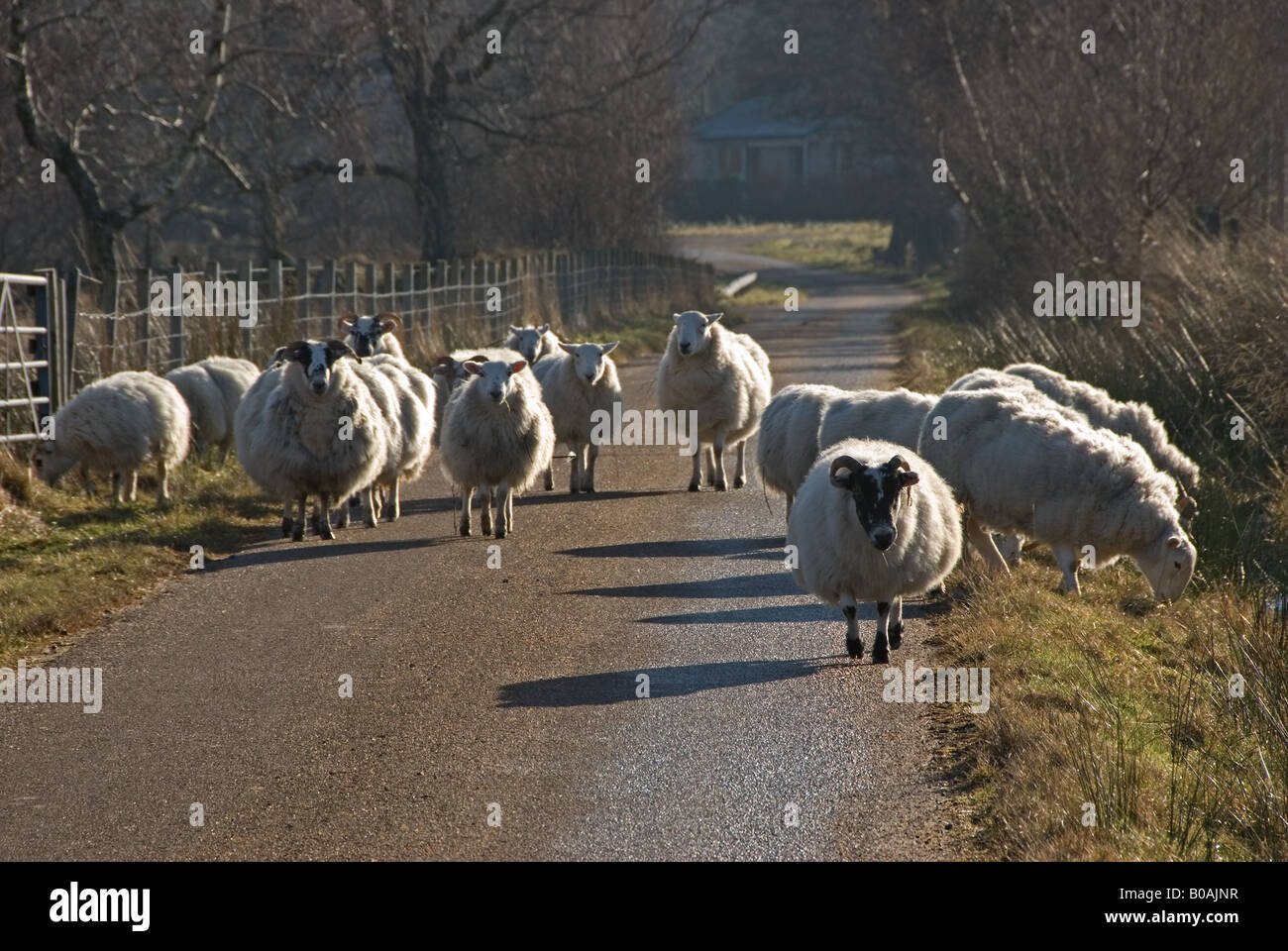 Country life hazard hi-res stock photography and images - Alamy