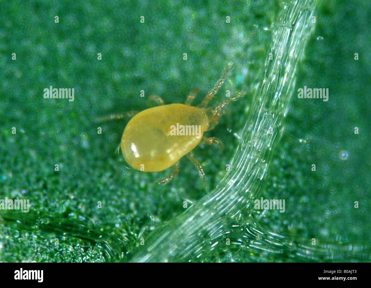 Female predatory mite Typhlodromus pyri on a leaf Stock Photo - Alamy