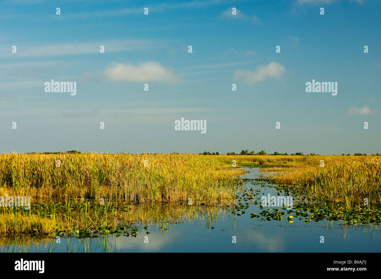 The grasslands and marshes of the Everglades Florida USA Stock Photo ...
