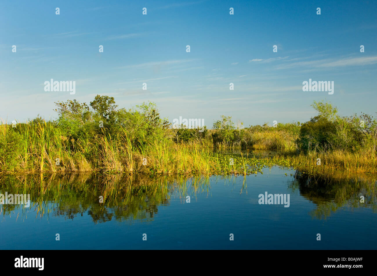 Everglades ecology hi-res stock photography and images - Alamy