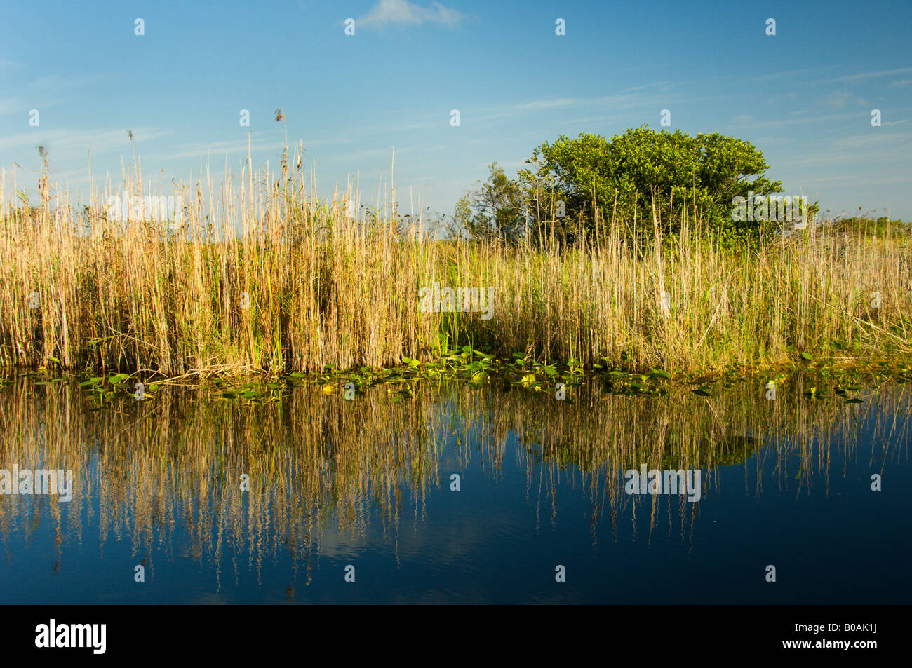 Everglades vegetation hi-res stock photography and images - Alamy