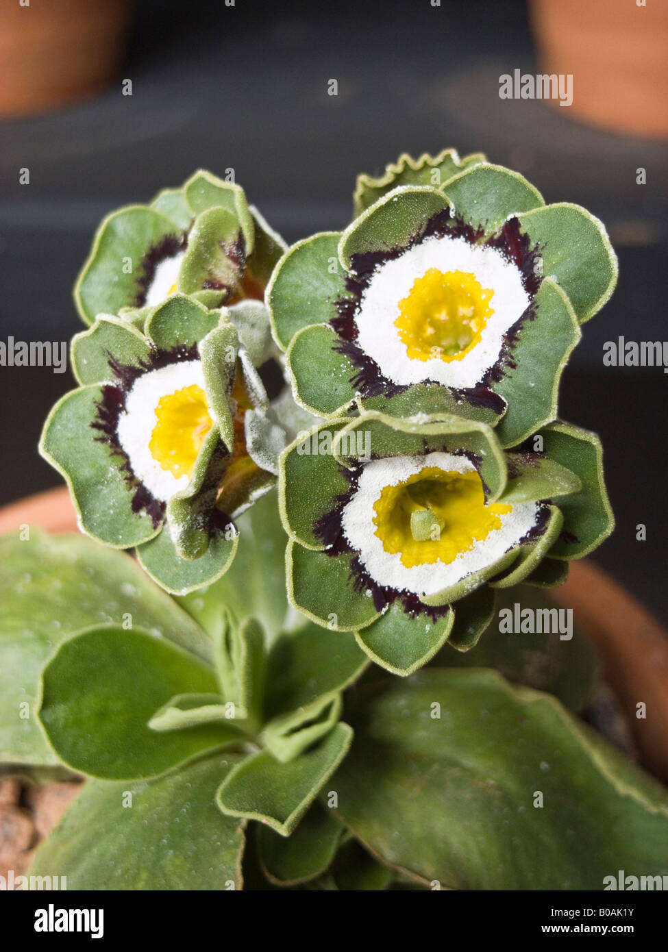 Alpine auricula uk hi-res stock photography and images - Alamy