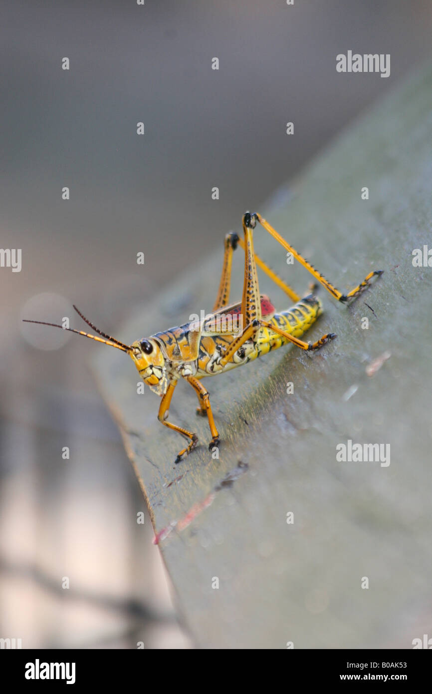Cricket insect chirping hi-res stock photography and images - Alamy