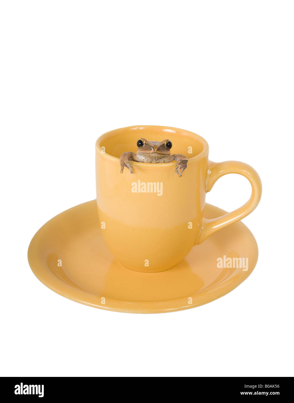 Tree frog in golden coffee mug or cup isolated on white background ...