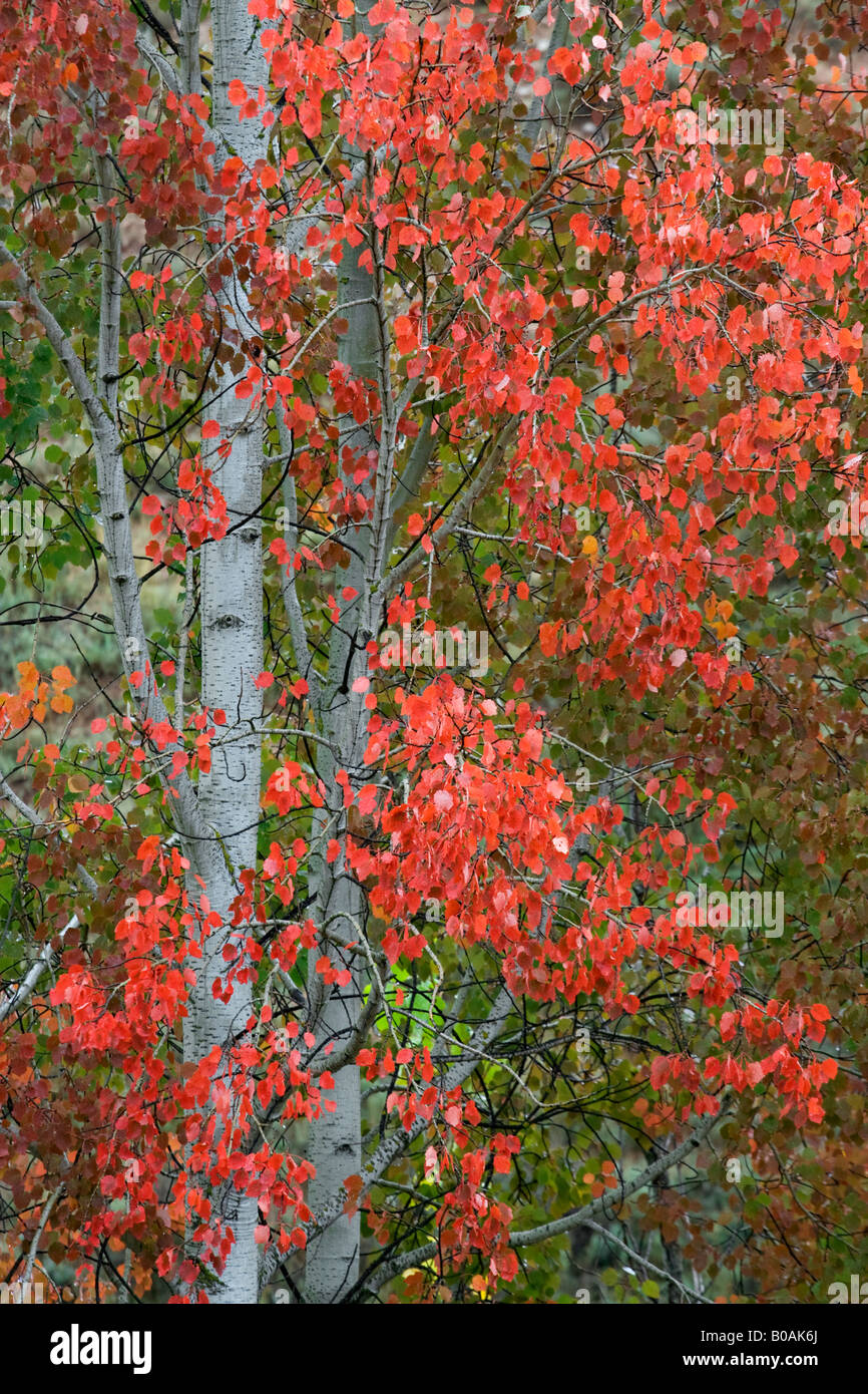 Seasonpopulus hi-res stock photography and images - Alamy