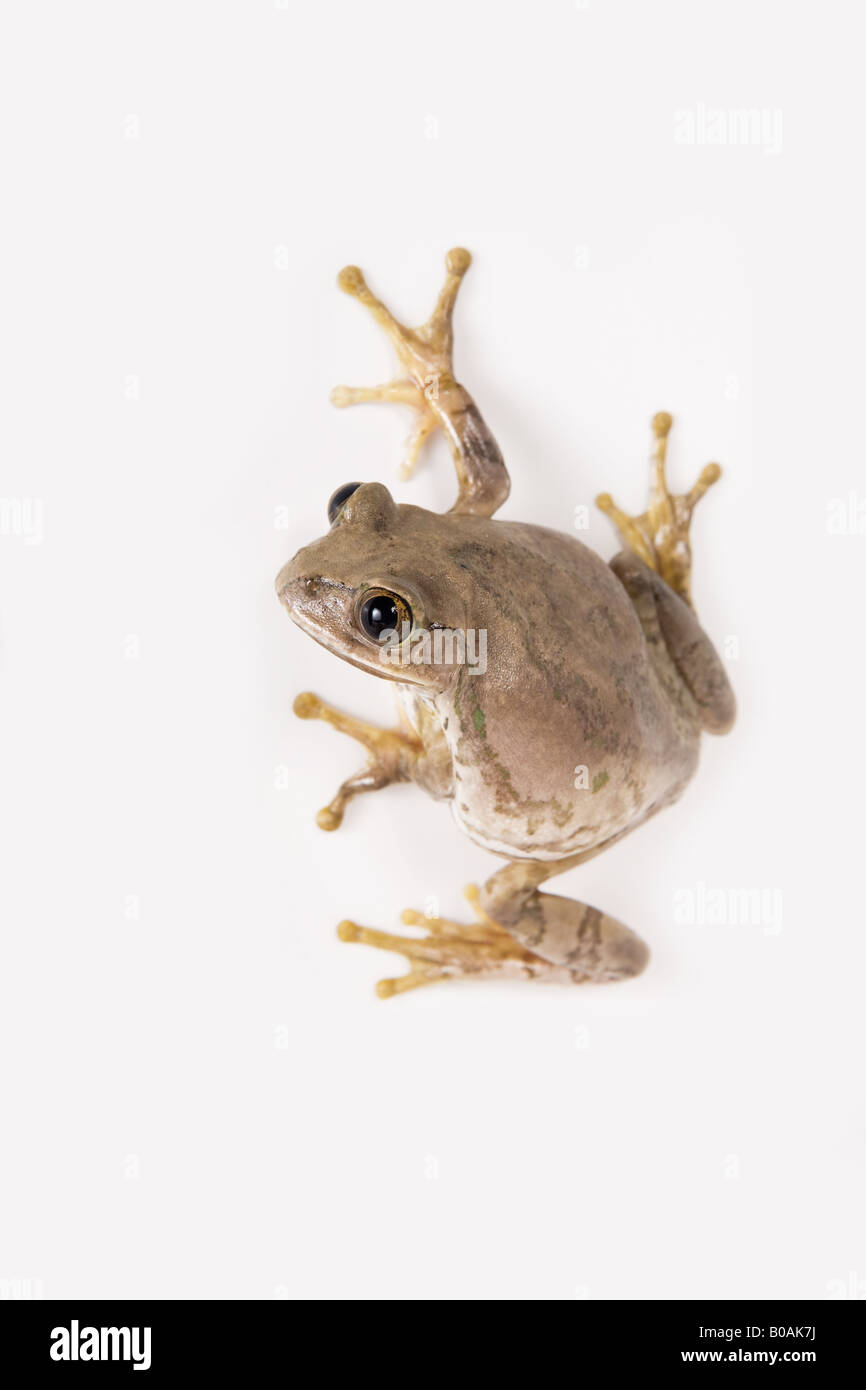 Frog climbing wall hi-res stock photography and images - Alamy
