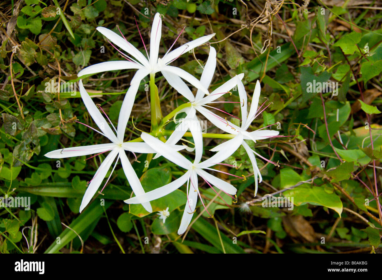 A closeup of the Swamp Lily Crinum americanum in the wetlands of the ...
