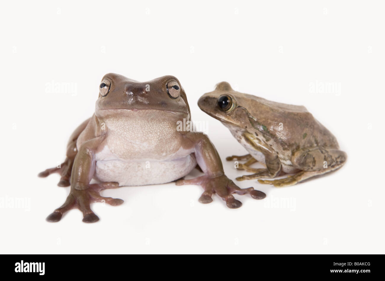Two tree frogs together telling secrets isolated on white Stock Photo ...