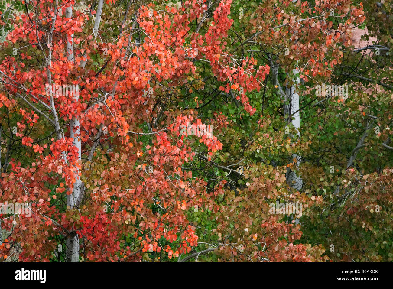 White poplar Populus alba autumn Stock Photo - Alamy