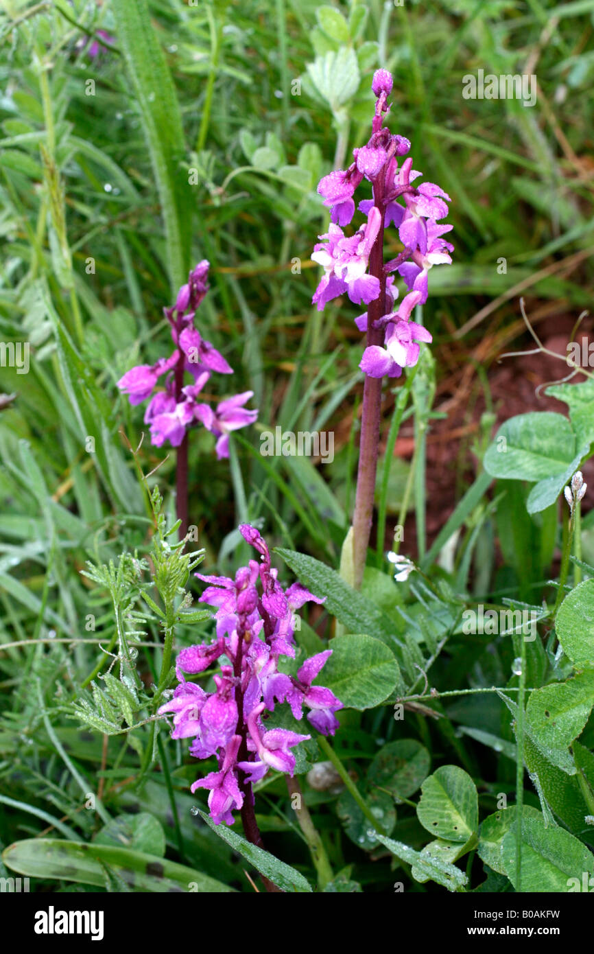ORCHIS MASCULA THE EARLY PURPLE ORCHID DURING LATE APRIL ON A SUNNY ...