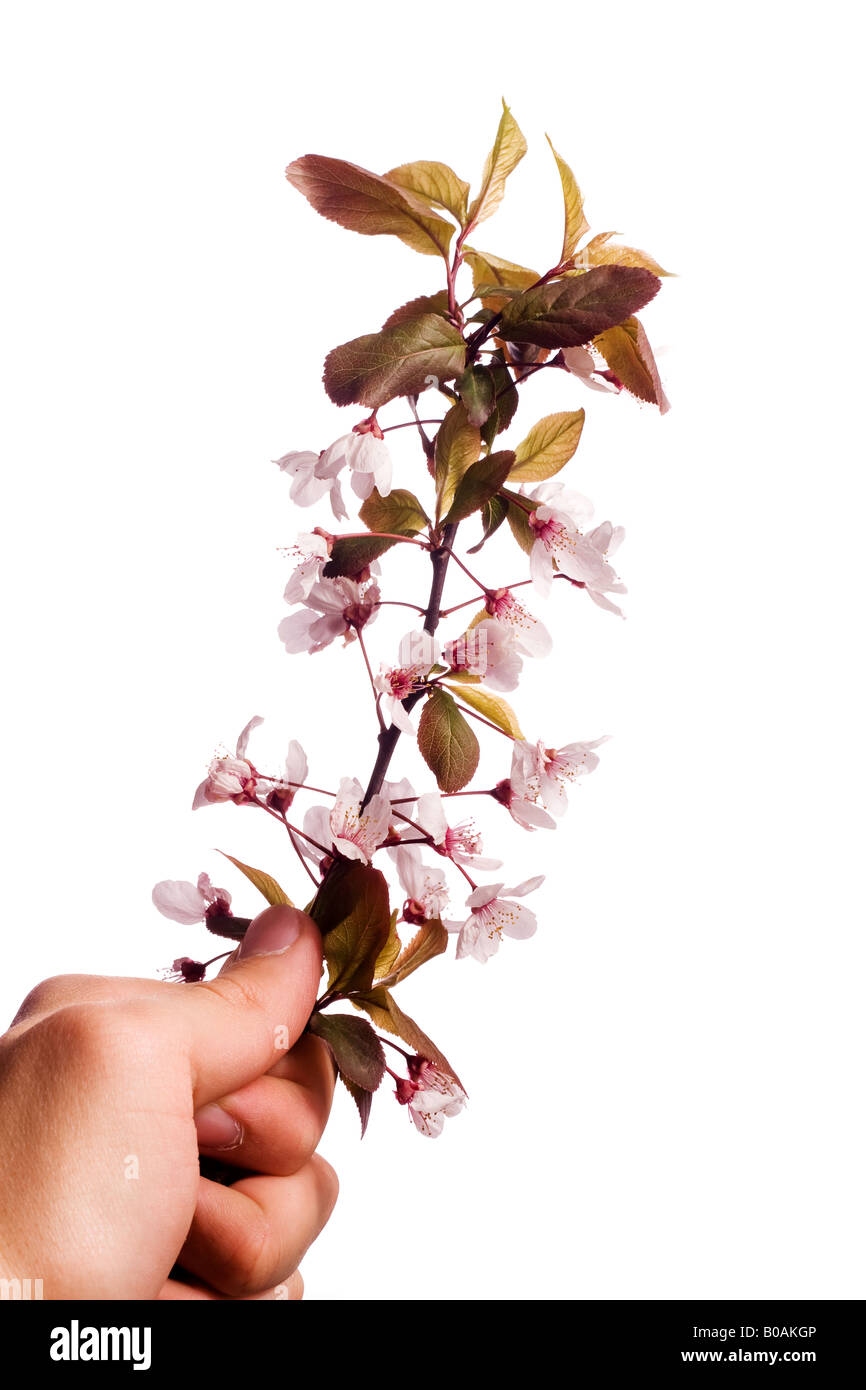 hand holding plum tree flowers isolated on white Stock Photo - Alamy