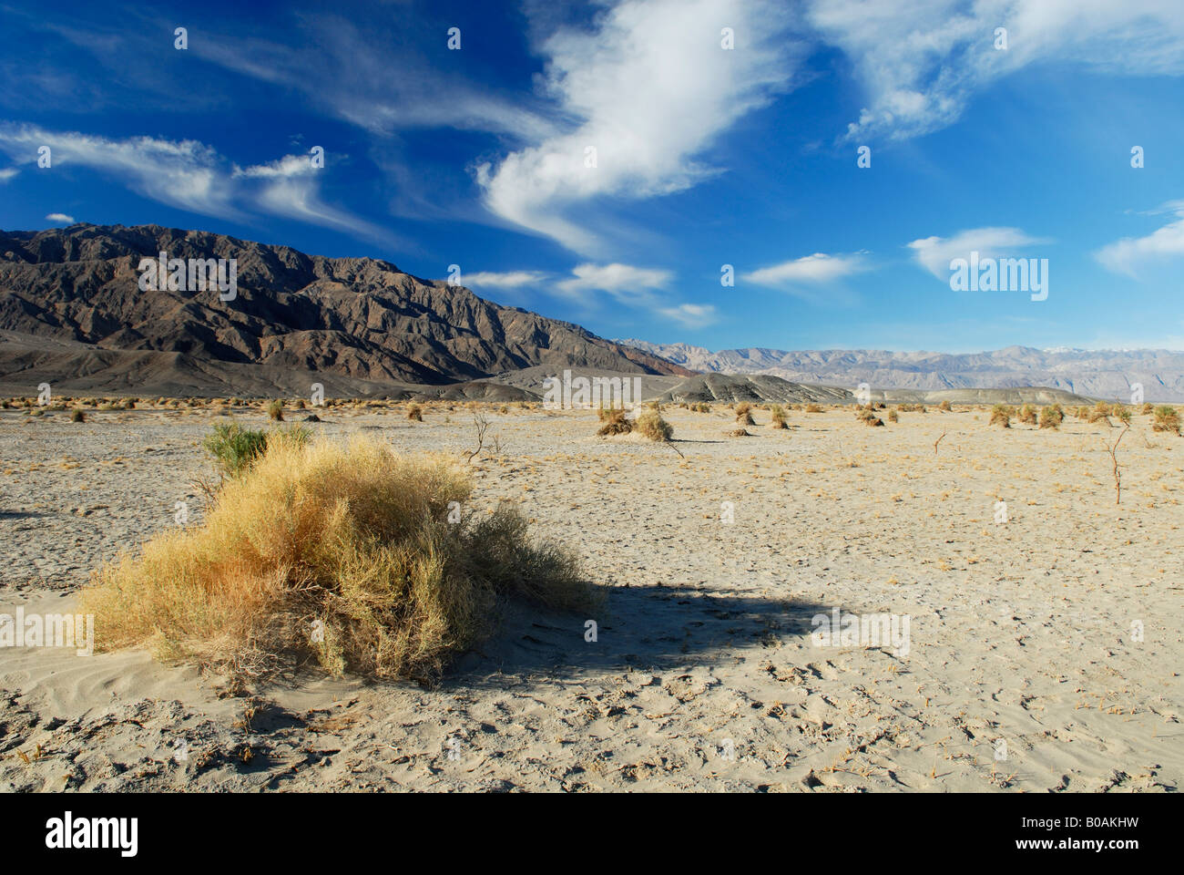 Devils corn hi-res stock photography and images - Alamy