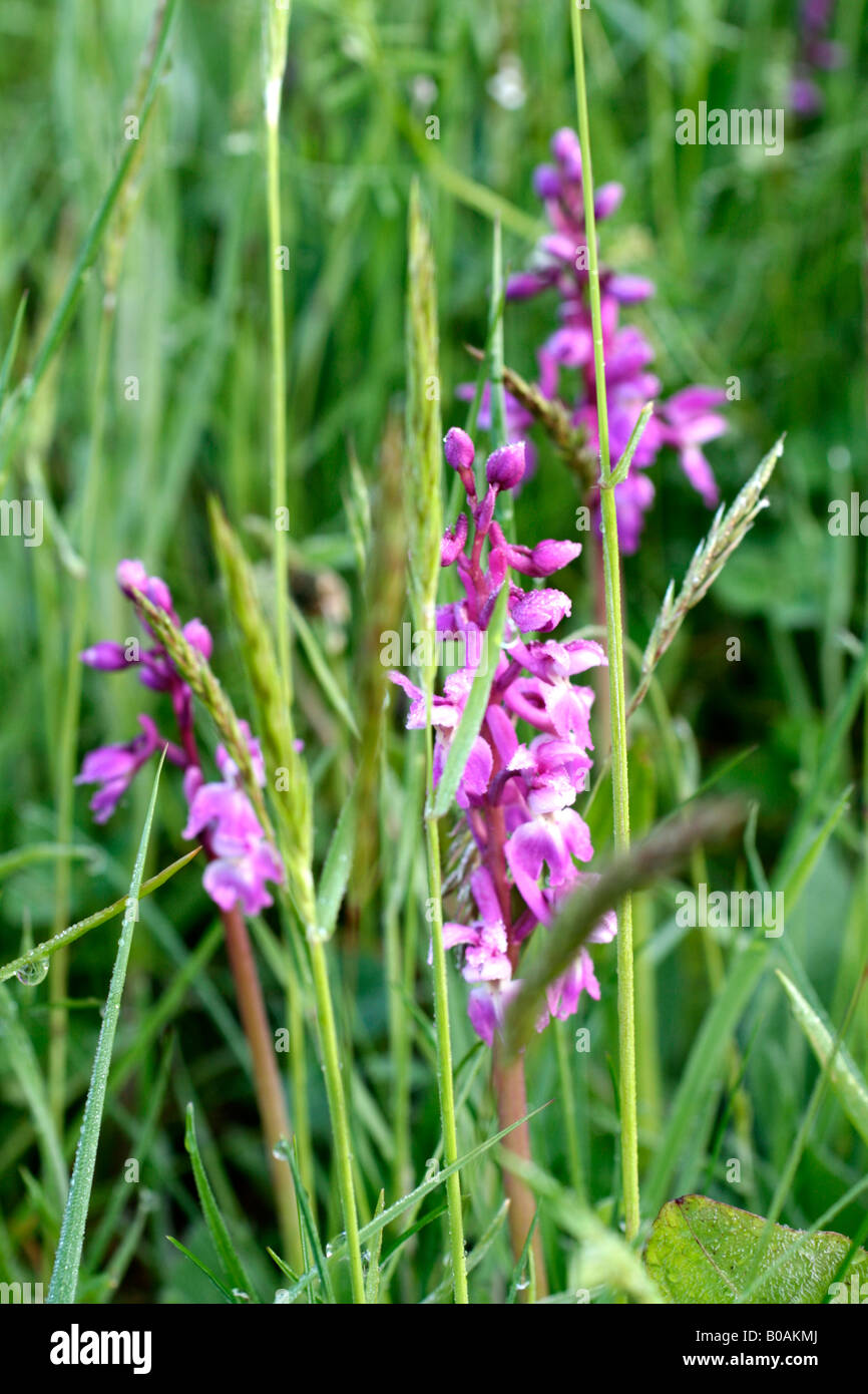 ORCHIS MASCULA THE EARLY PURPLE ORCHID WITH ANTHOXANTHUM ODORATUM SWEET ...