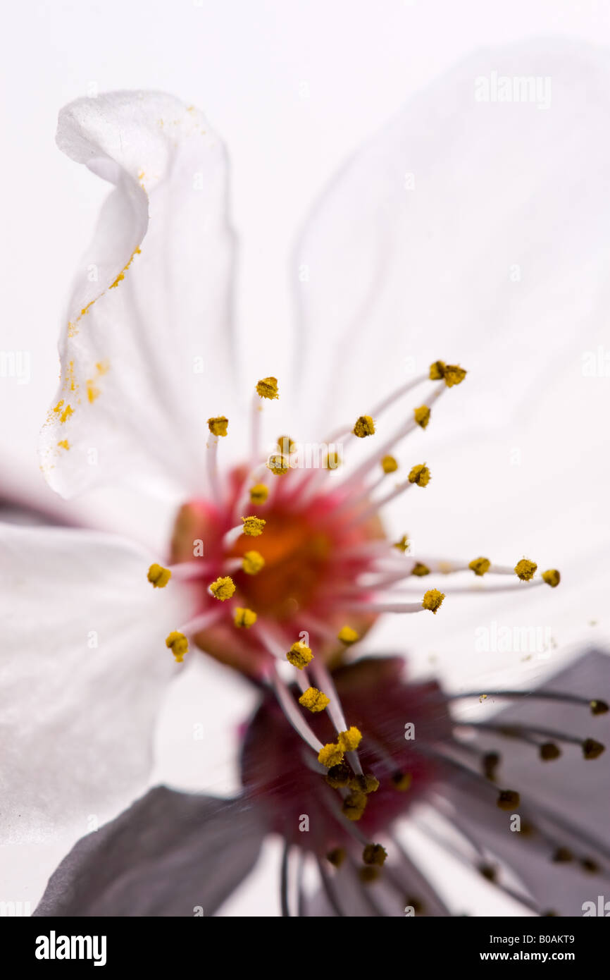 Blossom branch cut out plum hi-res stock photography and images - Alamy