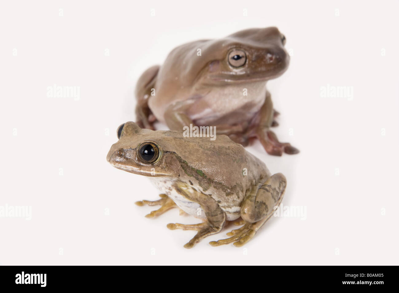 Two tree frogs together isolated on white Stock Photo - Alamy