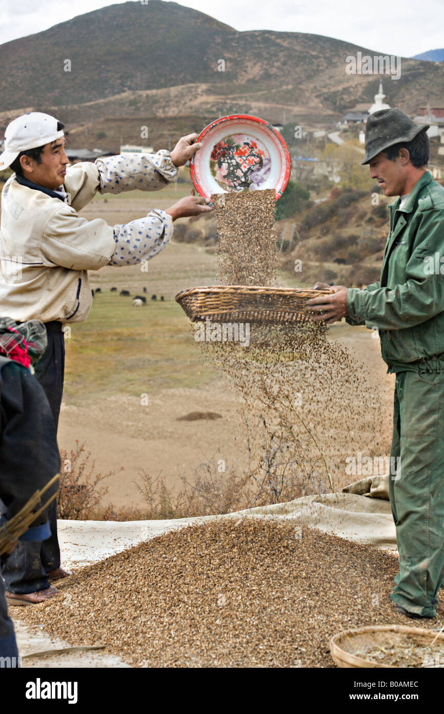 Tibetan villagers winnowing barley, Zhongdian, Yunnan, China Stock ...
