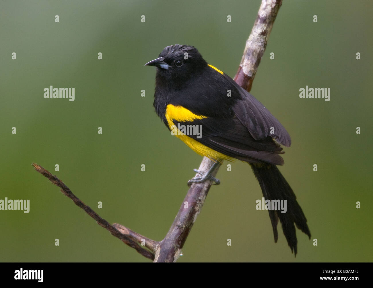 Black cowled Oriole Stock Photo - Alamy