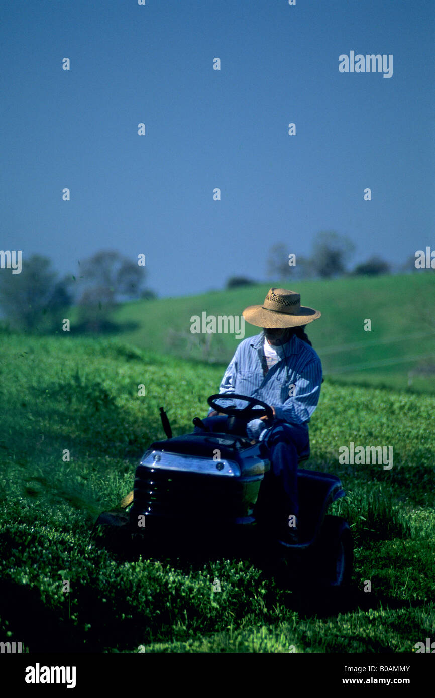 Woman riding on lawn tractor hi-res stock photography and images - Alamy