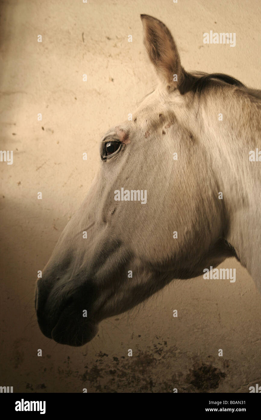 The grey horse portrait in dark stable Stock Photo - Alamy
