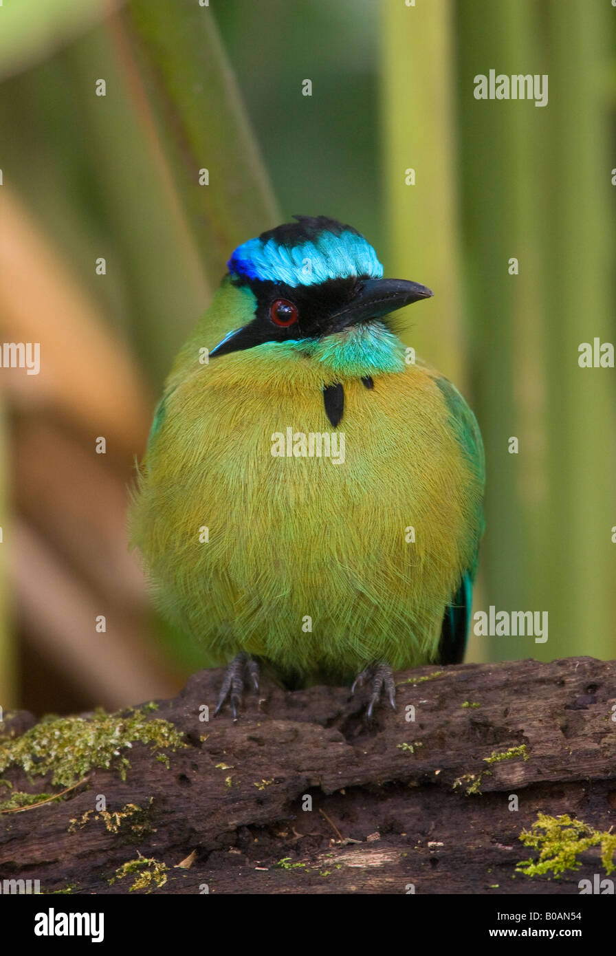 Blue crowned Motmot Stock Photo - Alamy