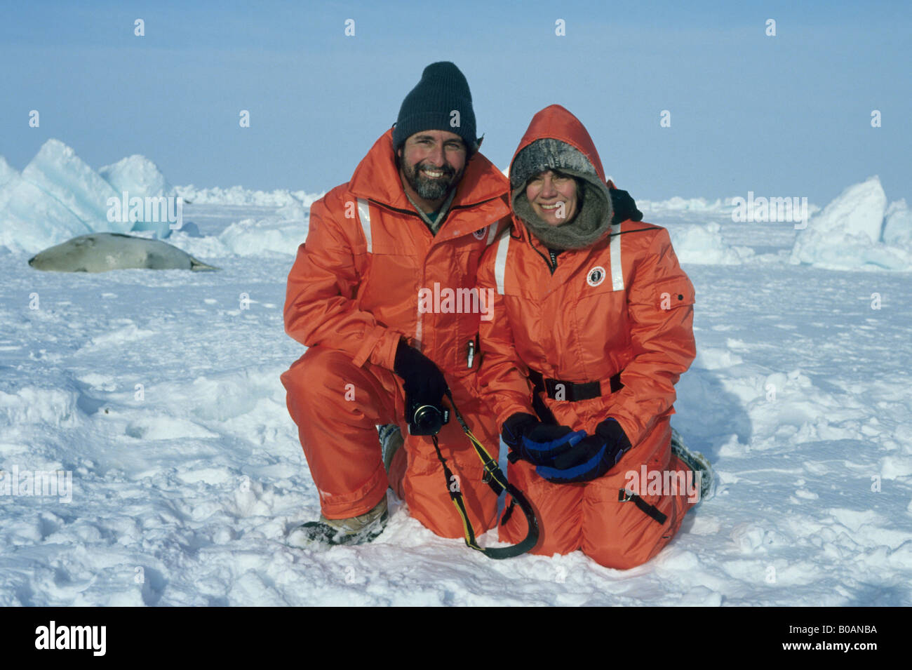 Couple on winter sea ice, Harp Seals, Magdalen islands, Quebec, Canada ...
