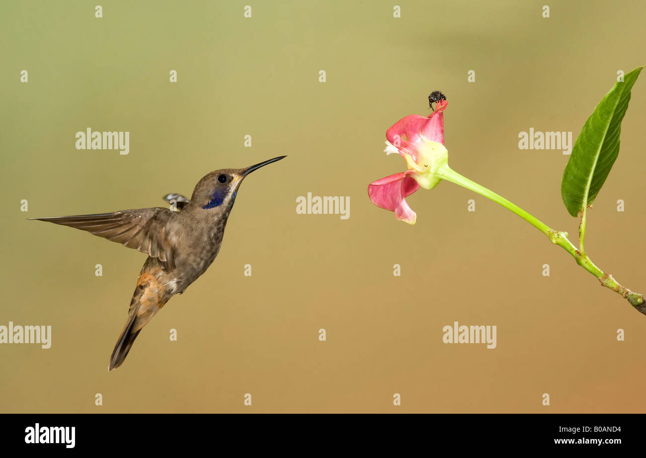 Brown violet Ear Hummingbird Stock Photo - Alamy