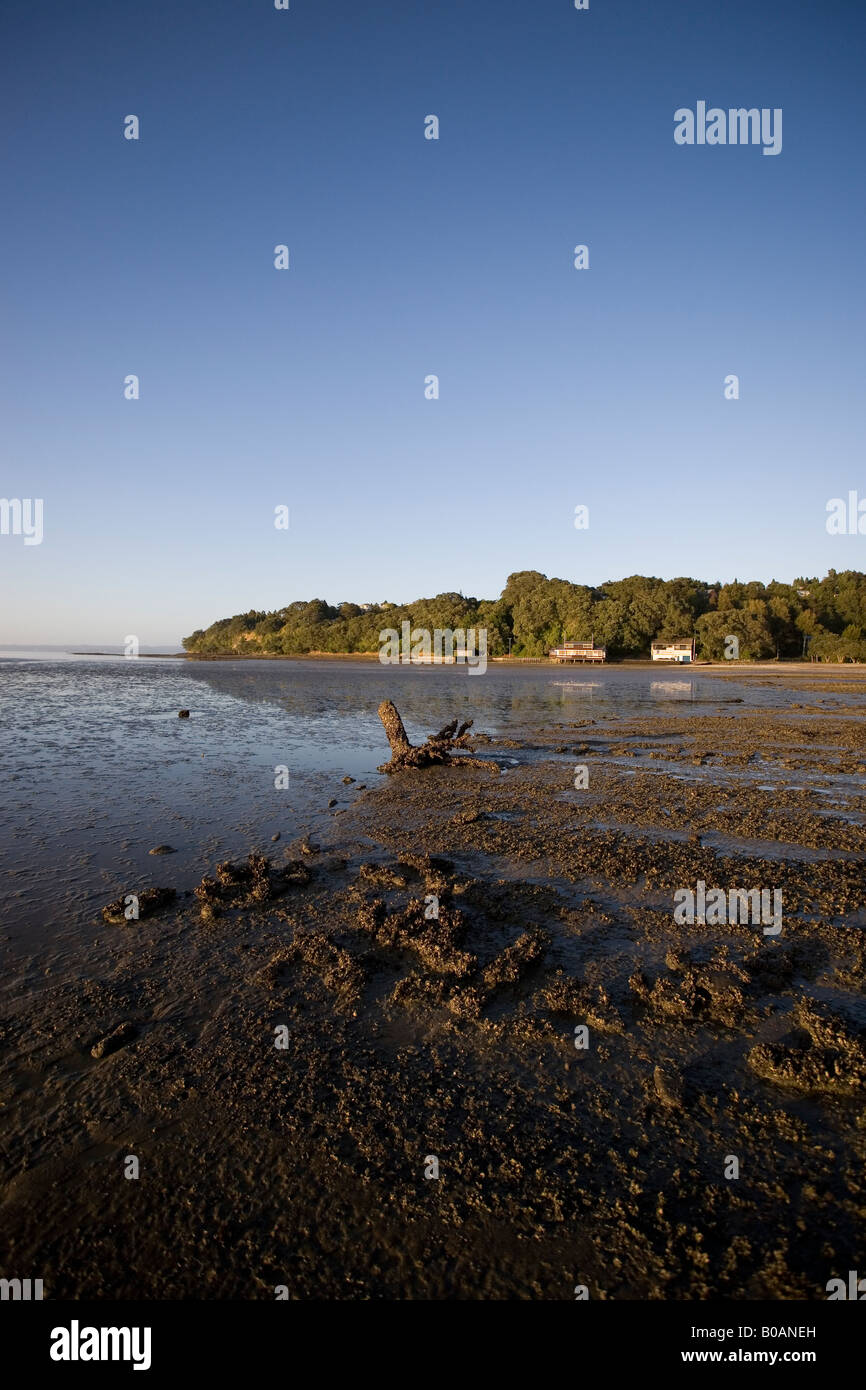 Titirangi bay new zealand hi-res stock photography and images - Alamy
