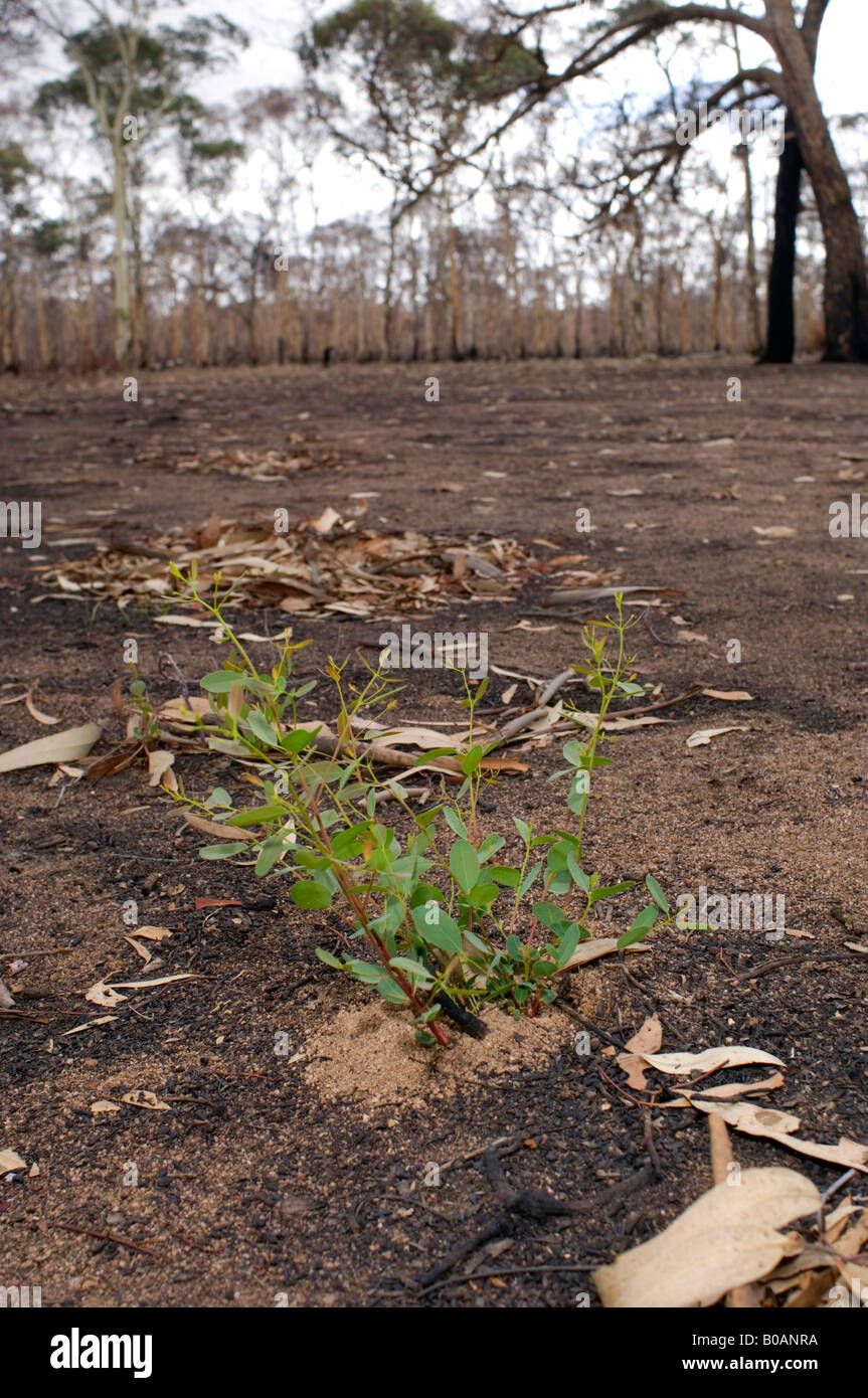 Gum tree regrowth after Australian bushfire Stock Photo - Alamy