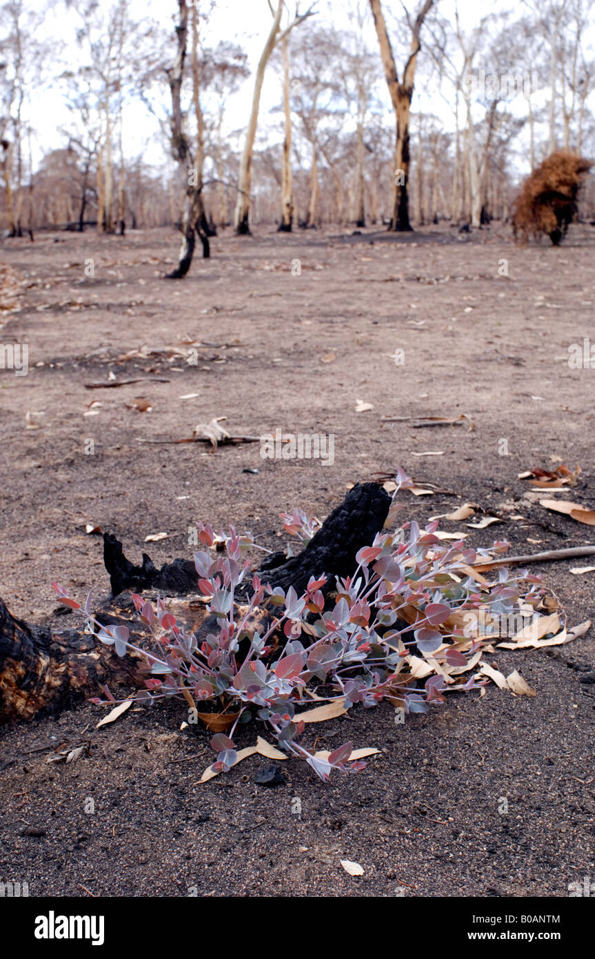 Gum tree regrowth after Australian bushfire Stock Photo - Alamy