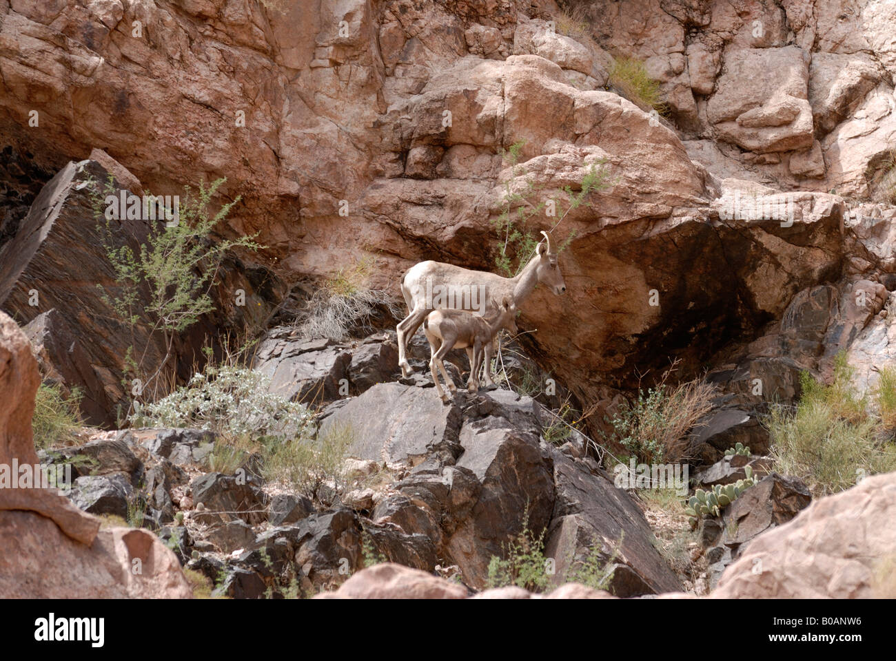 Capricorn in the rocks of the Grand Canyon Arizona USA Stock Photo - Alamy