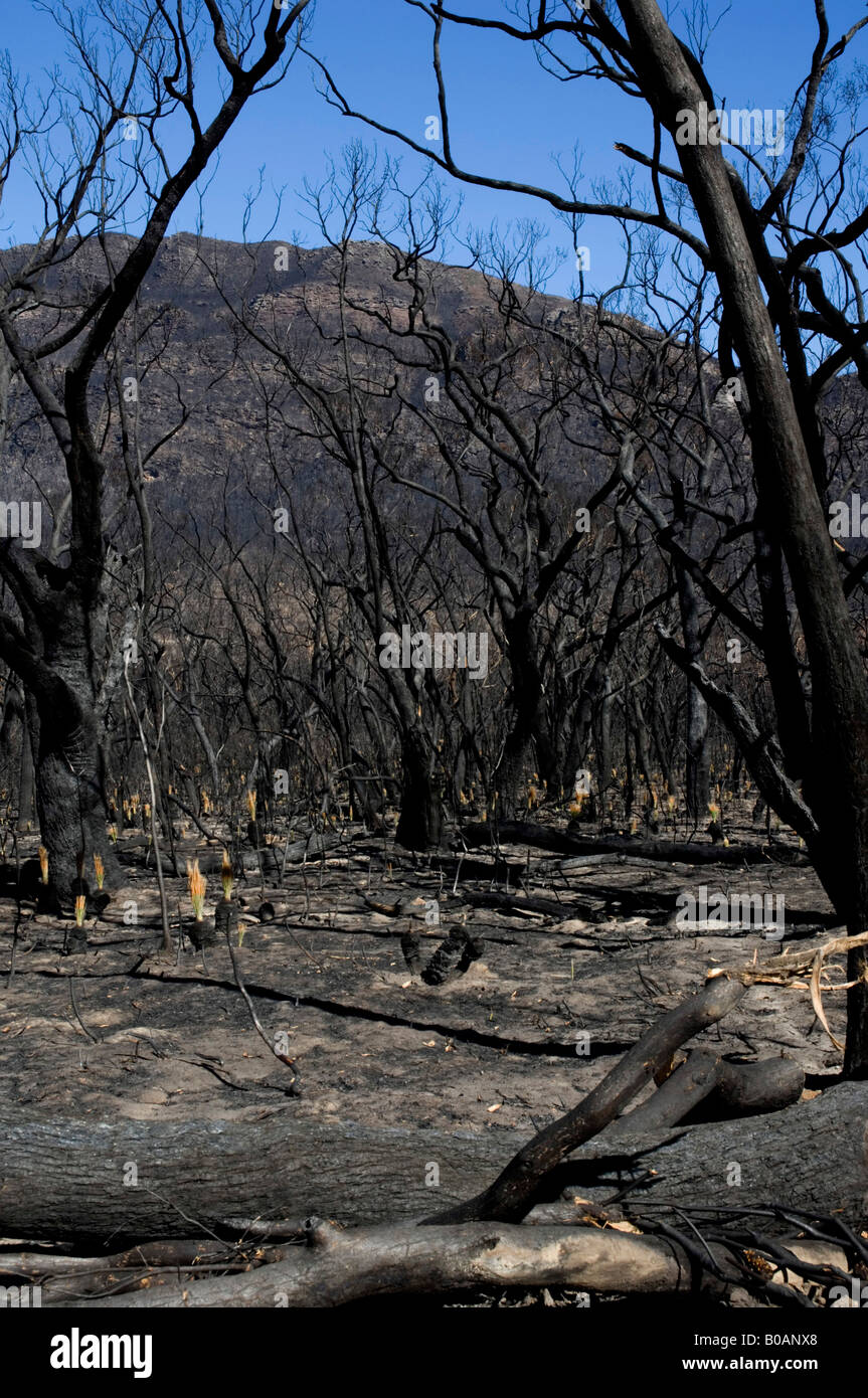 Blackened trees from Australian bushfire Stock Photo - Alamy