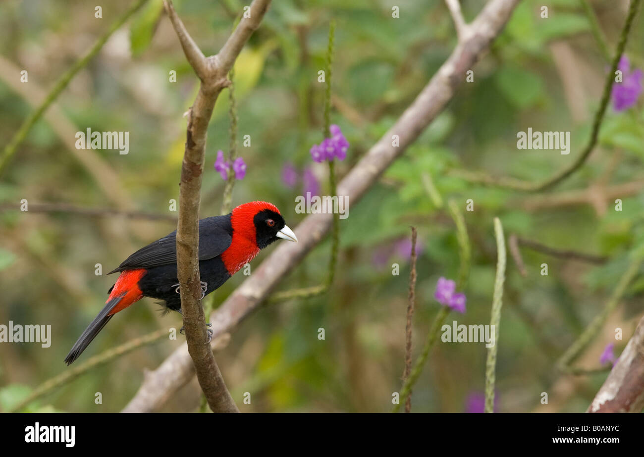 Black collared tanager hi-res stock photography and images - Alamy