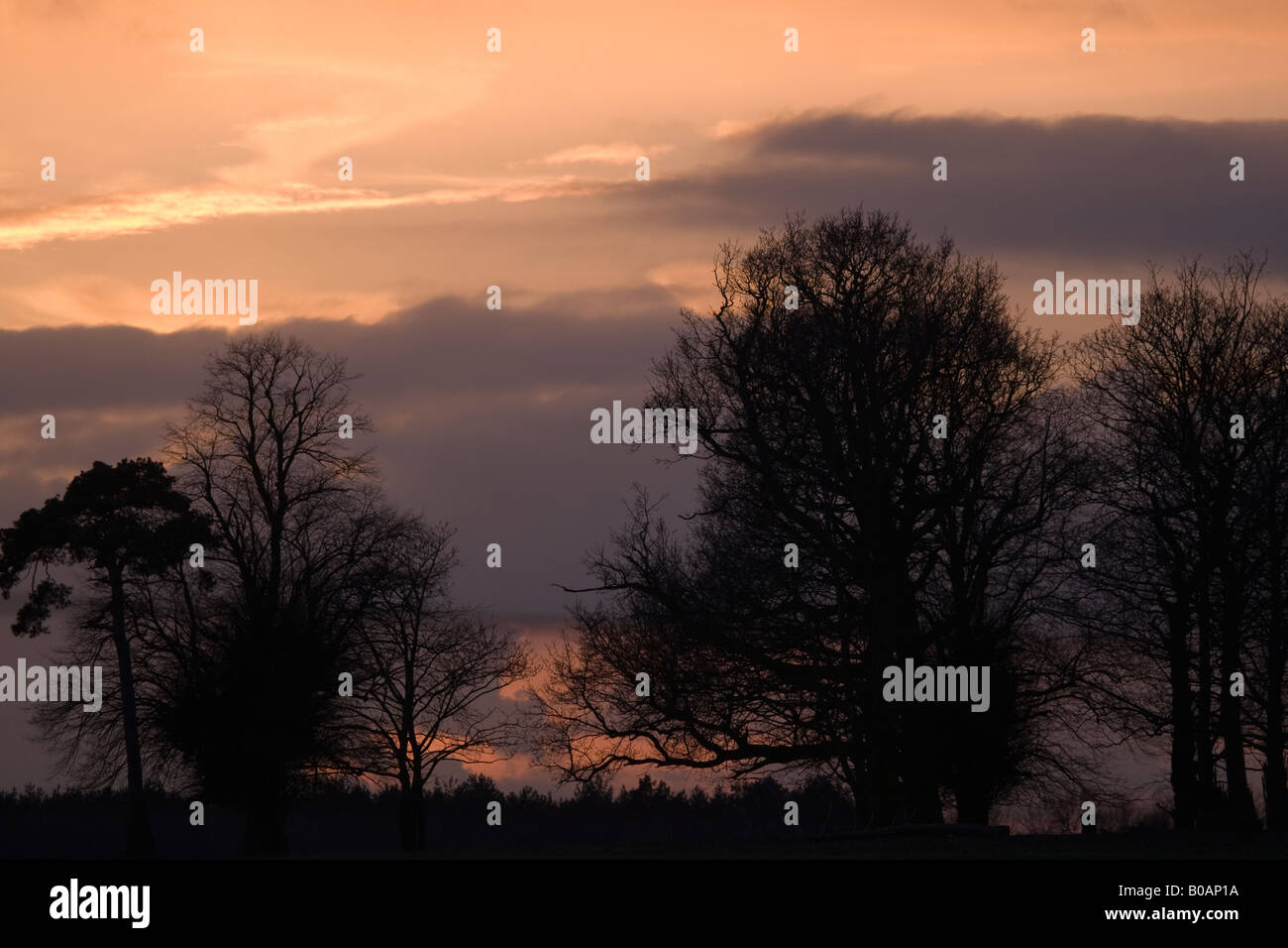 trees in the sunset Stock Photo - Alamy