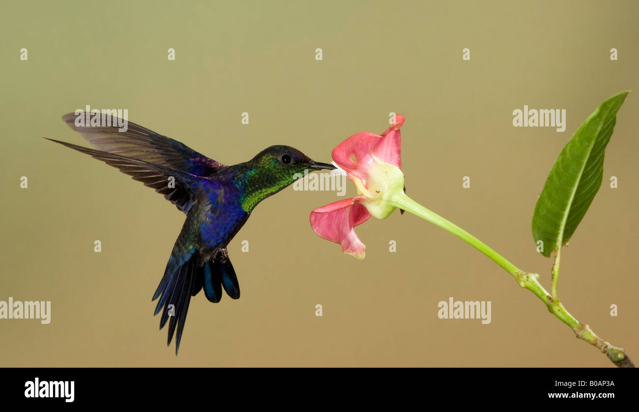 Woodnymph High Resolution Stock Photography and Images - Alamy