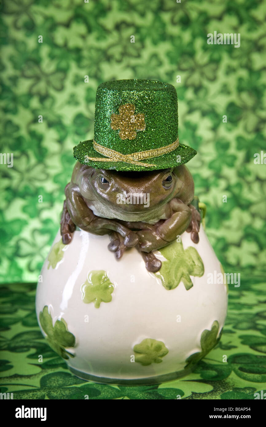 White s or Dumpy tree frog with St Patricks day hat on green shamrock ...