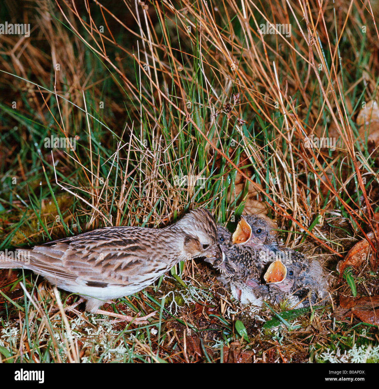 Skylark Alauda arvensis feeding its youngs alouette des champs ...