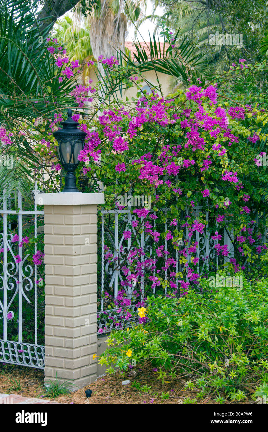 Tropical foliage bougainvillea and a decorative fence in the Florida ...