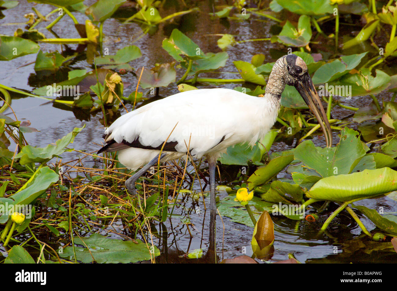 Florida marsh bird hi-res stock photography and images - Alamy