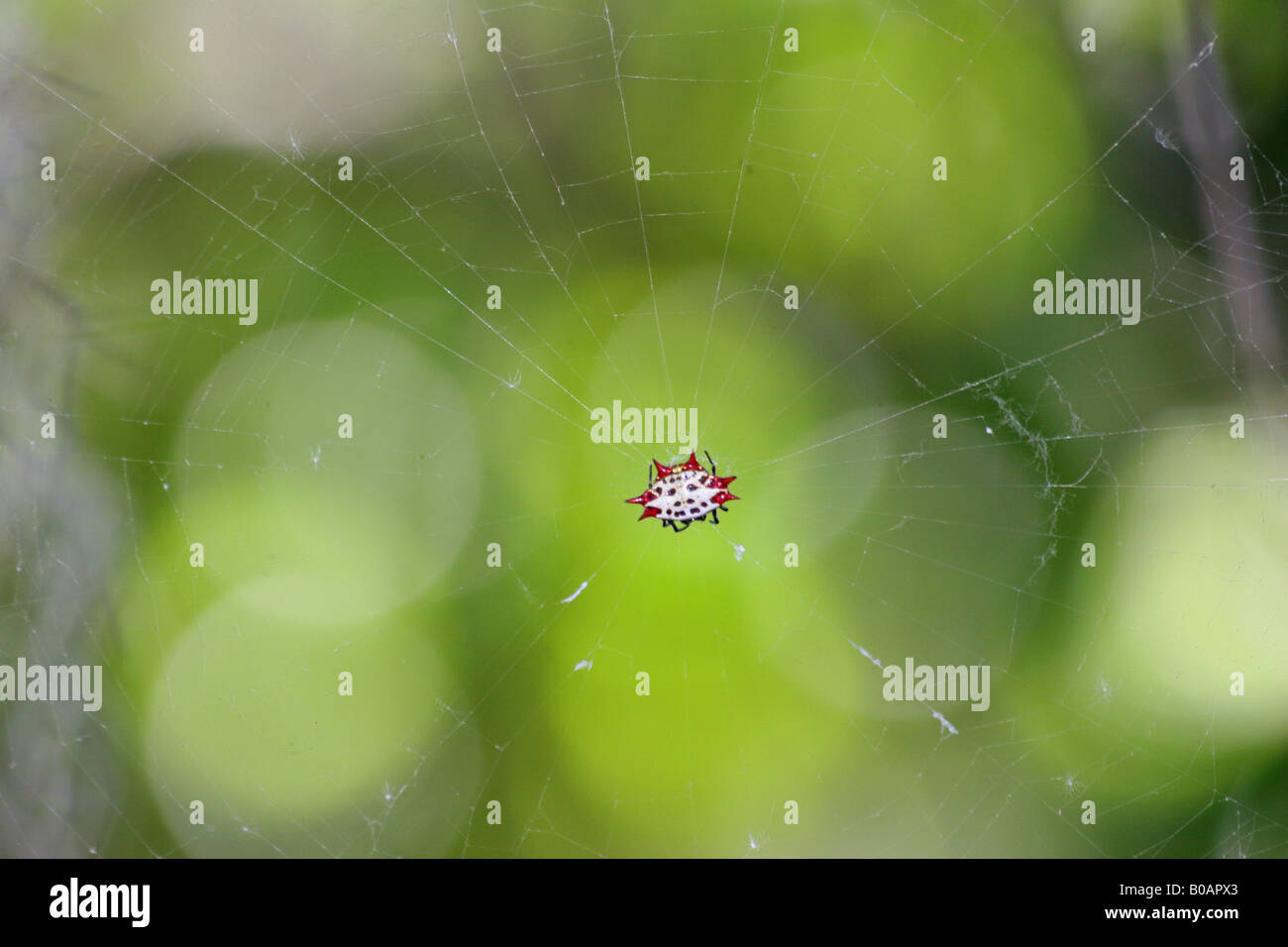 Orb weaver spider Stock Photo - Alamy