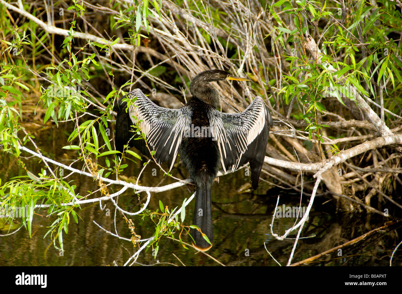 The Anhinga drying its wings in the Everglades National Park Florida ...