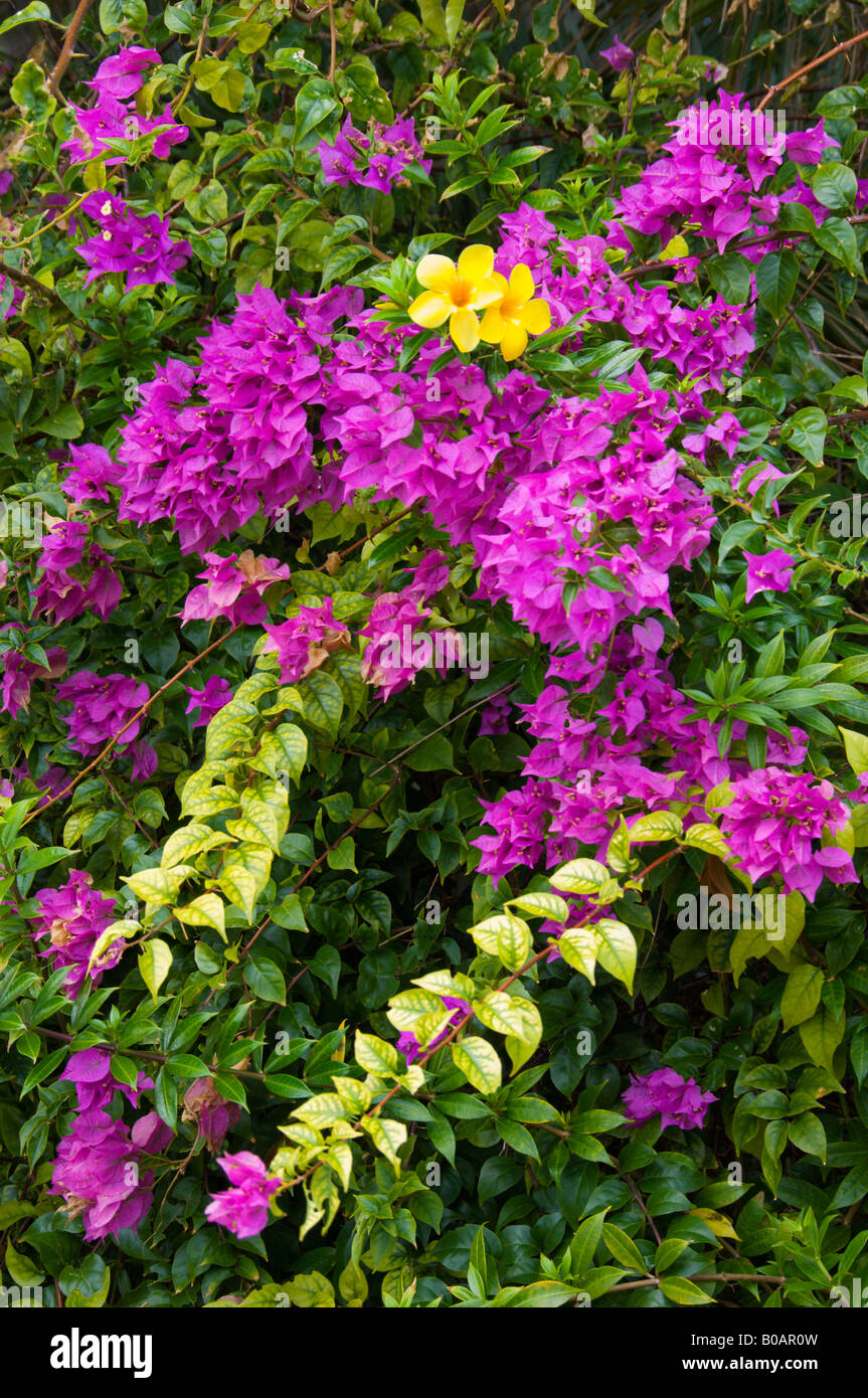 Tropical foliage of Bougainvillea and golden trumpet flowers in the ...