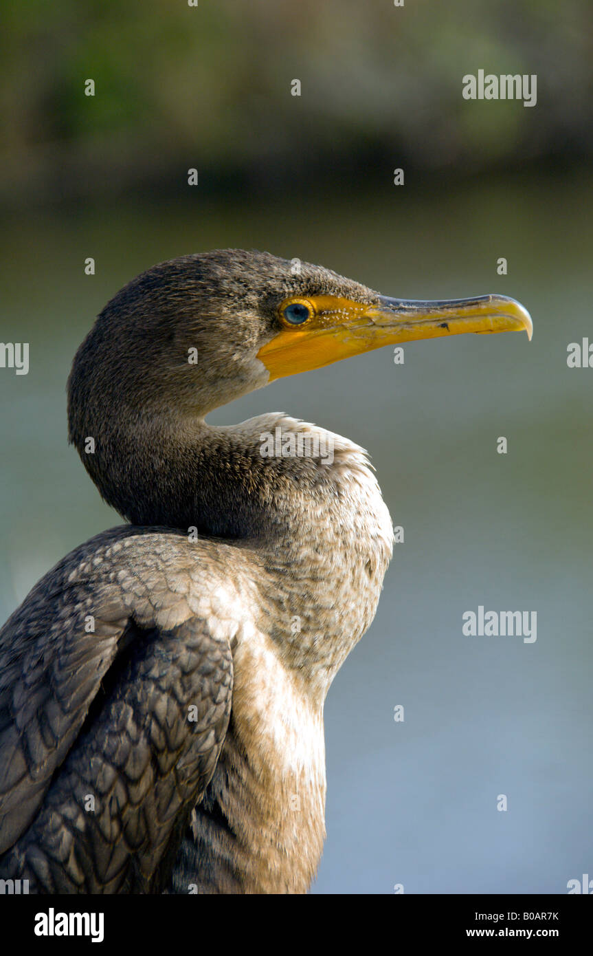 Close up cormorant head hi-res stock photography and images - Alamy