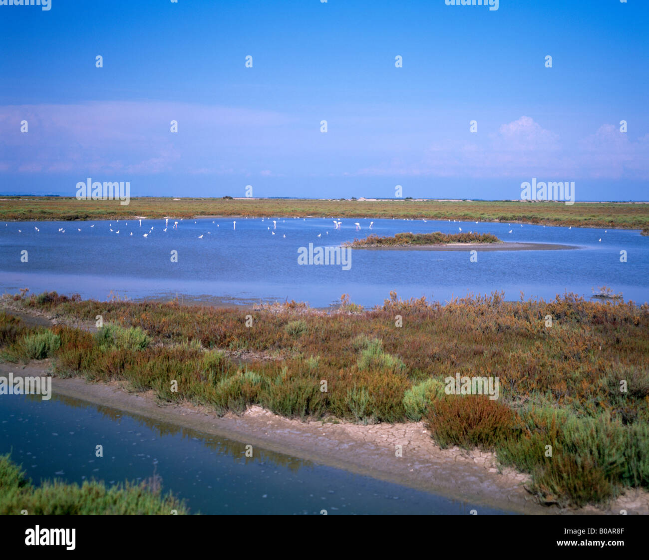 Camargue Provence France Flamingoes Wetlands Stock Photo - Alamy