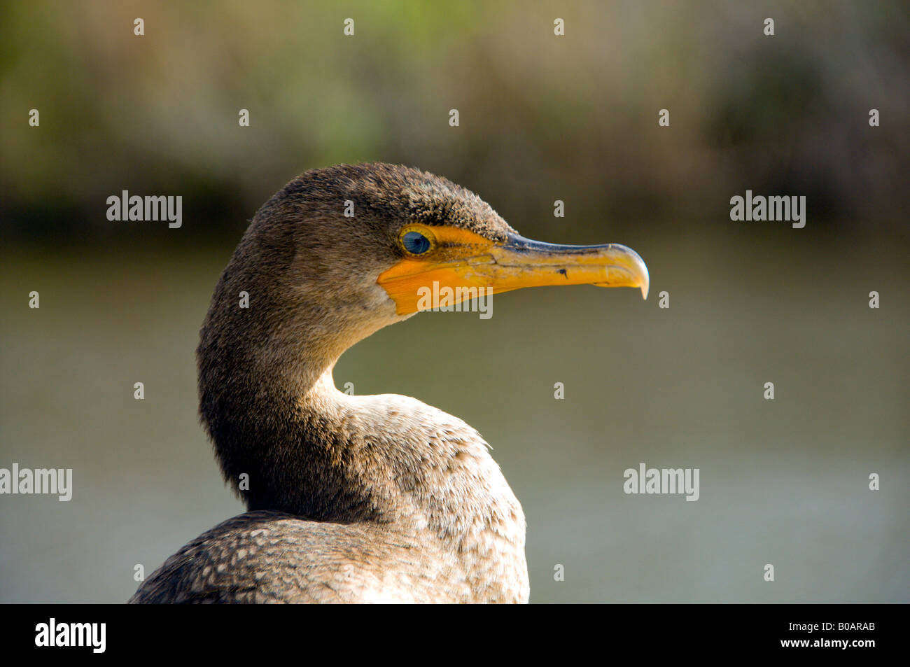 Close up cormorant head hi-res stock photography and images - Alamy