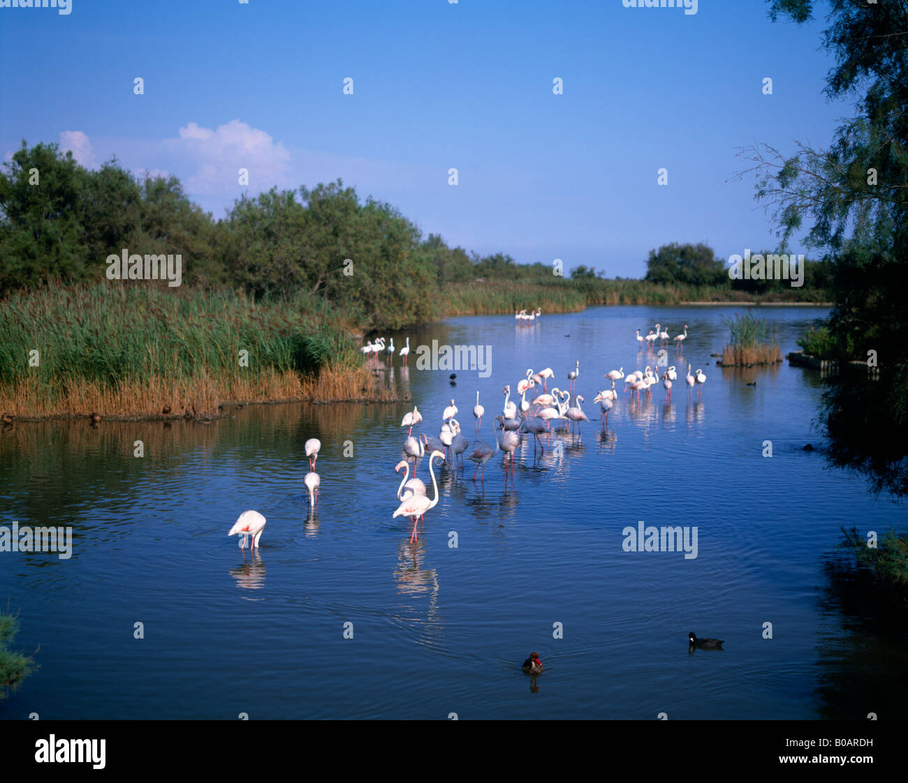 Camargue Provence France Flamingoes Wetlands Stock Photo - Alamy