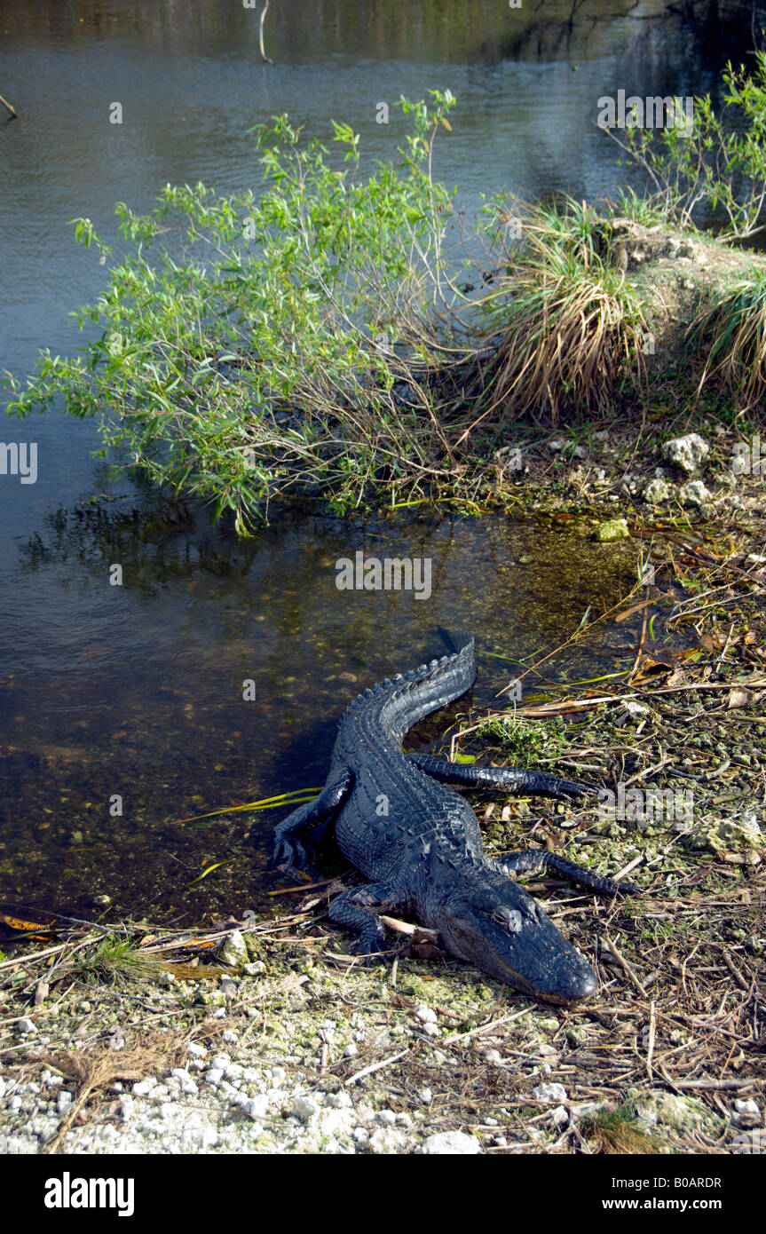 Florida alligator hi-res stock photography and images - Alamy