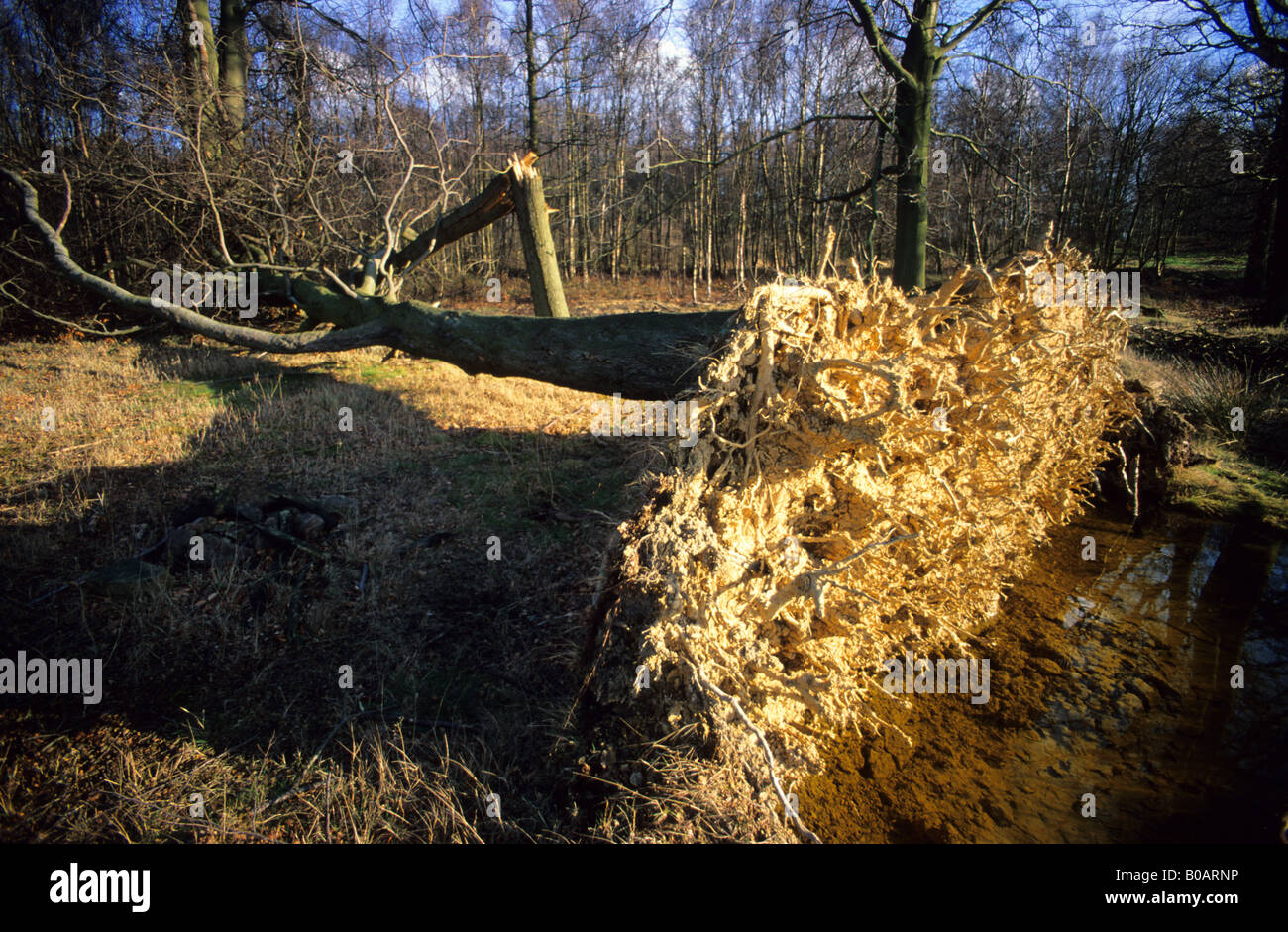 fallen trees in wood after storm Leeds Yorkshire UK Stock Photo - Alamy