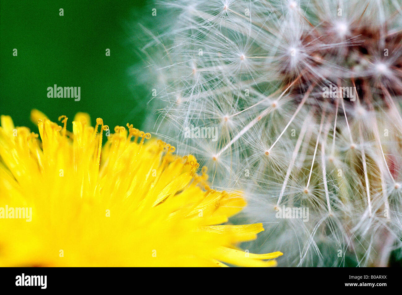 Dandelion flower and dandelion seeds Stock Photo - Alamy