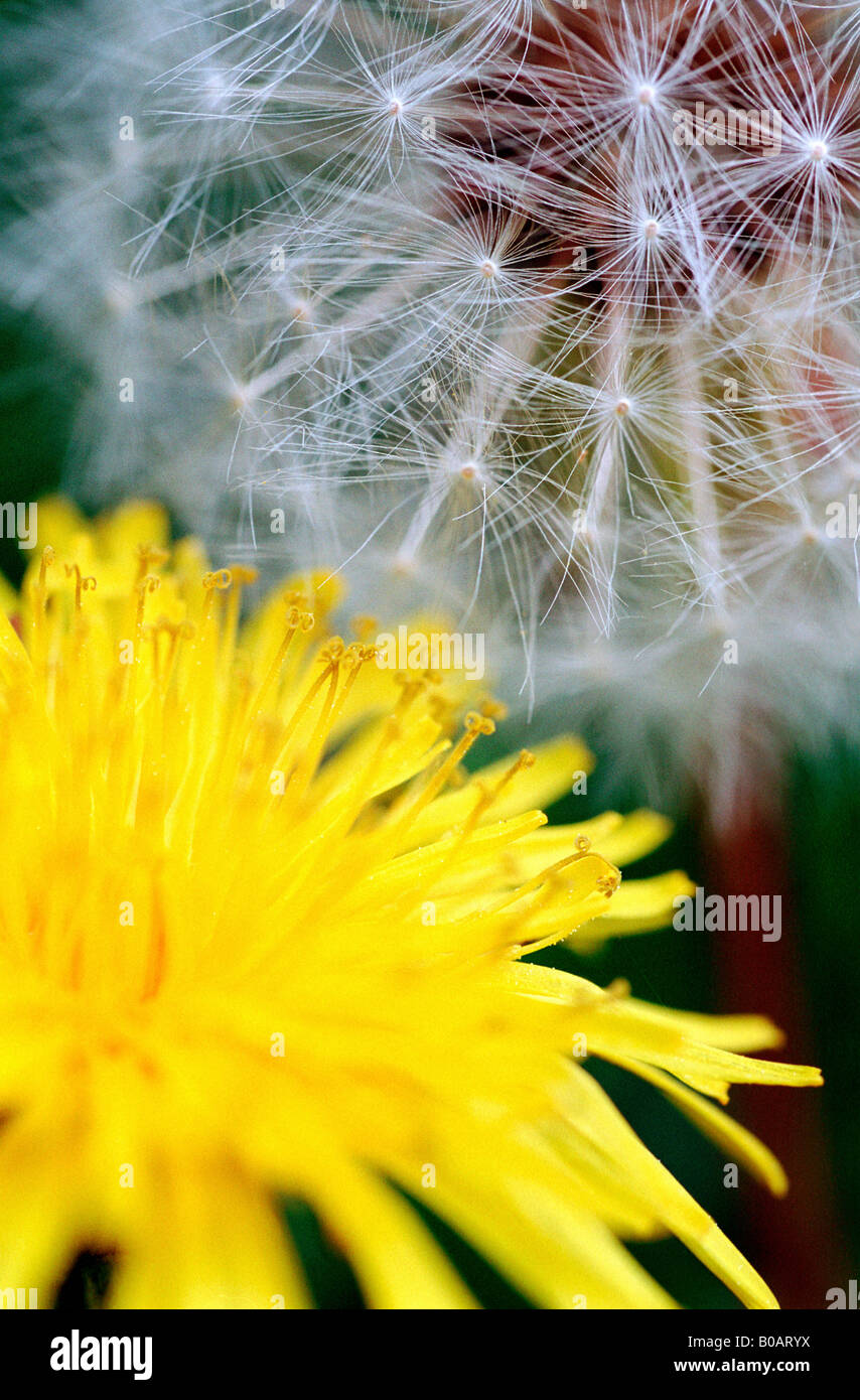 Dandelion flower and dandelion seeds Stock Photo - Alamy